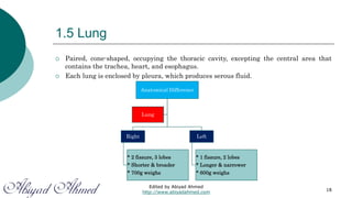 Overview of lungs | PPTX