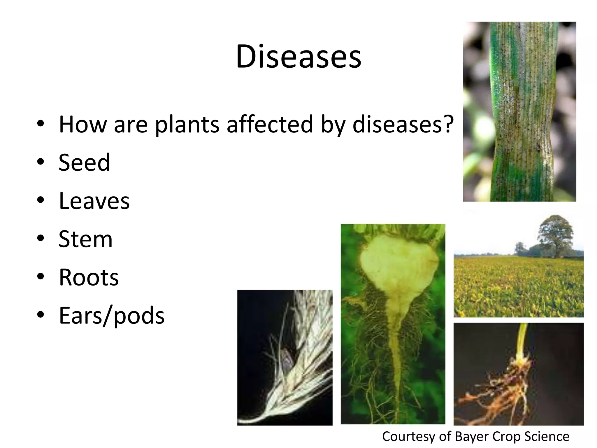 Overview of maintaining healthy growth of crops | PPT