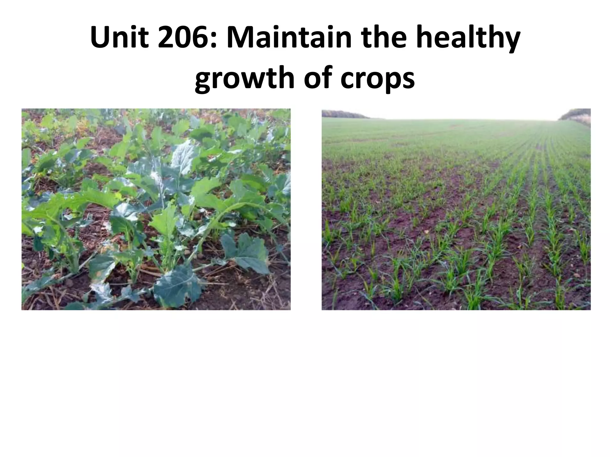 Overview of maintaining healthy growth of crops | PPT