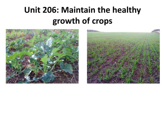 Overview of maintaining healthy growth of crops | PPT