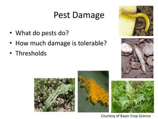 Overview of maintaining healthy growth of crops | PPTX