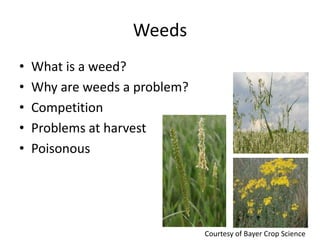 Overview of maintaining healthy growth of crops | PPT