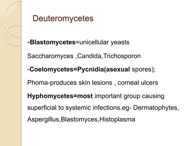 Overview of medical mycology | PPTX | Skin and Dermatology | Diseases and Conditions