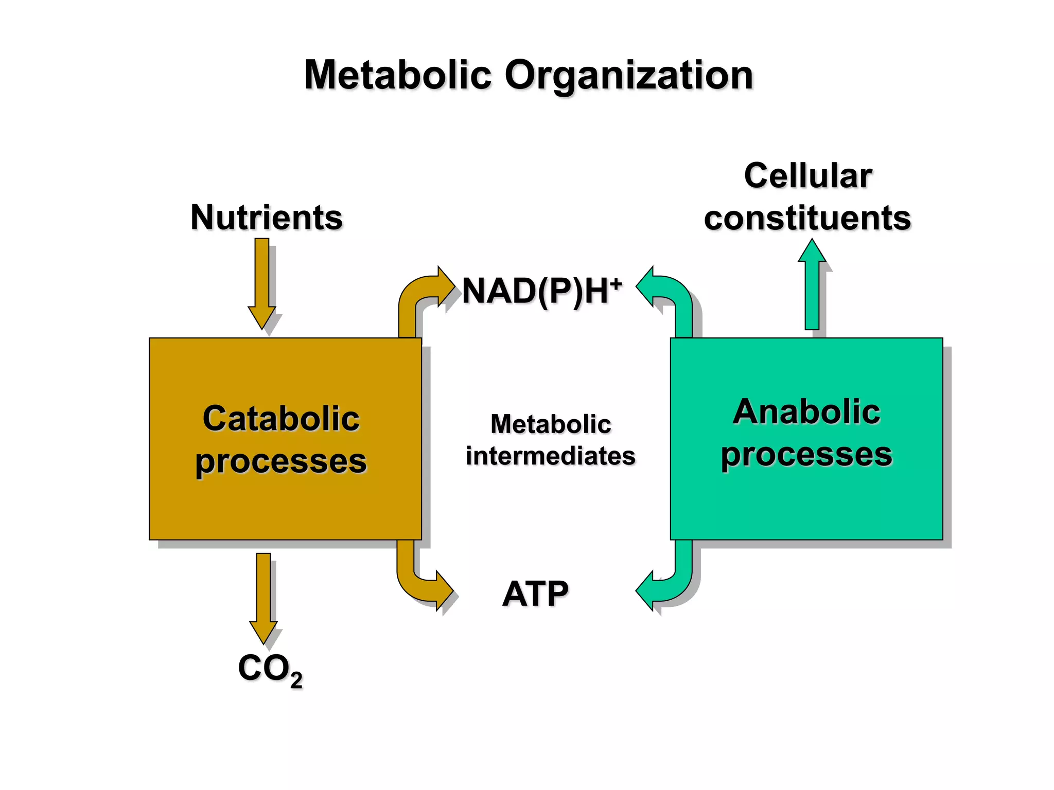 Overview of metabolism.ppt
