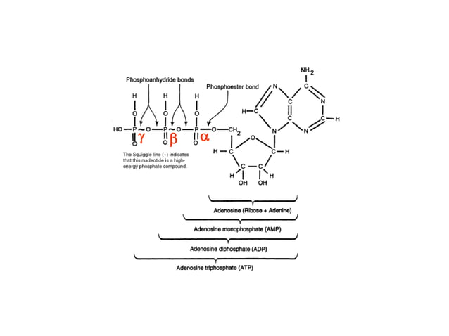 Overview of metabolism.ppt
