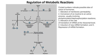 Overview of metabolism in biochemistry.pdf