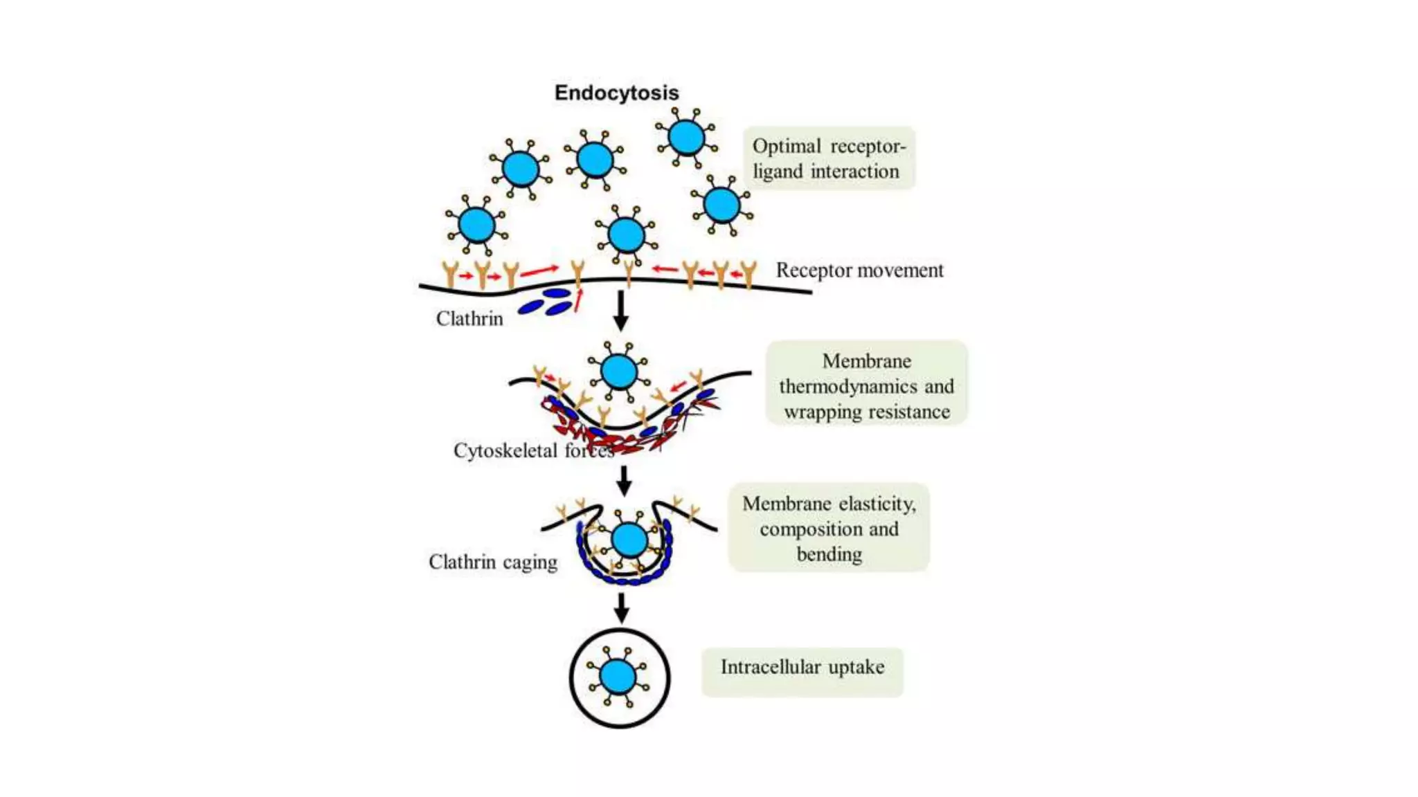 Overview of movement of drug molecules across cell membrane.pptx