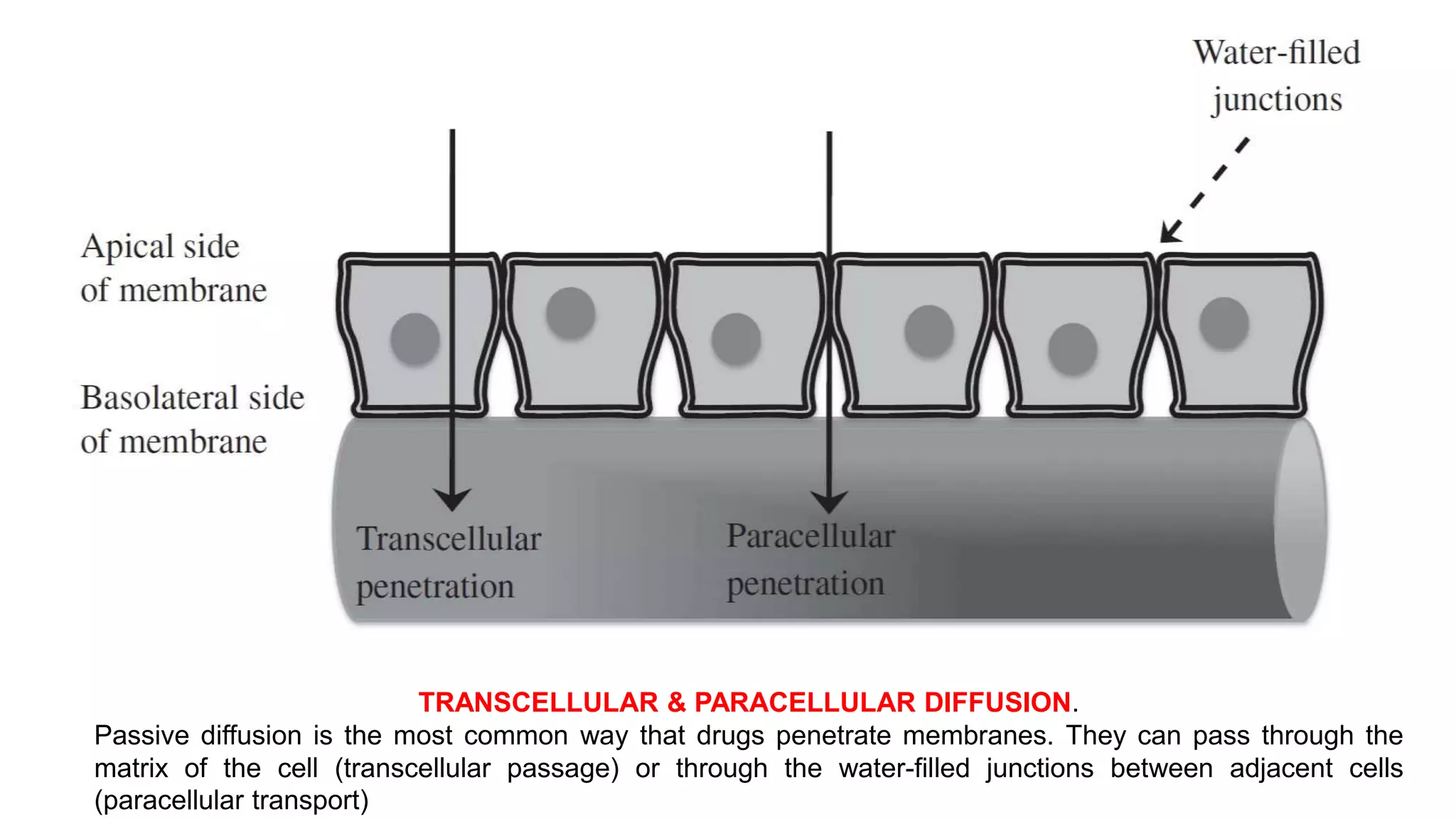 Overview of movement of drug molecules across cell membrane.pptx