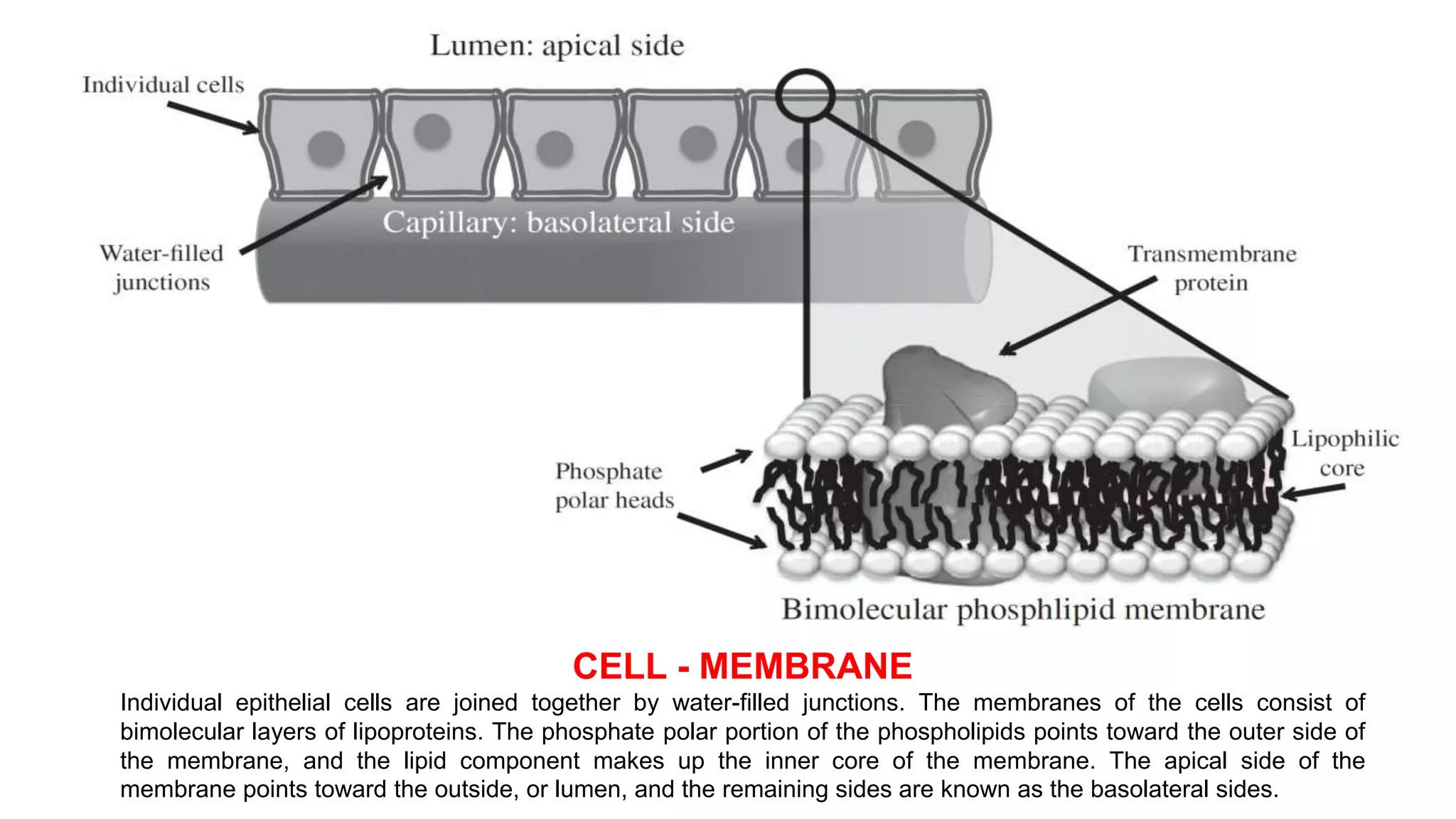 Overview of movement of drug molecules across cell membrane.pptx