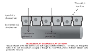 Overview of movement of drug molecules across cell membrane.pptx