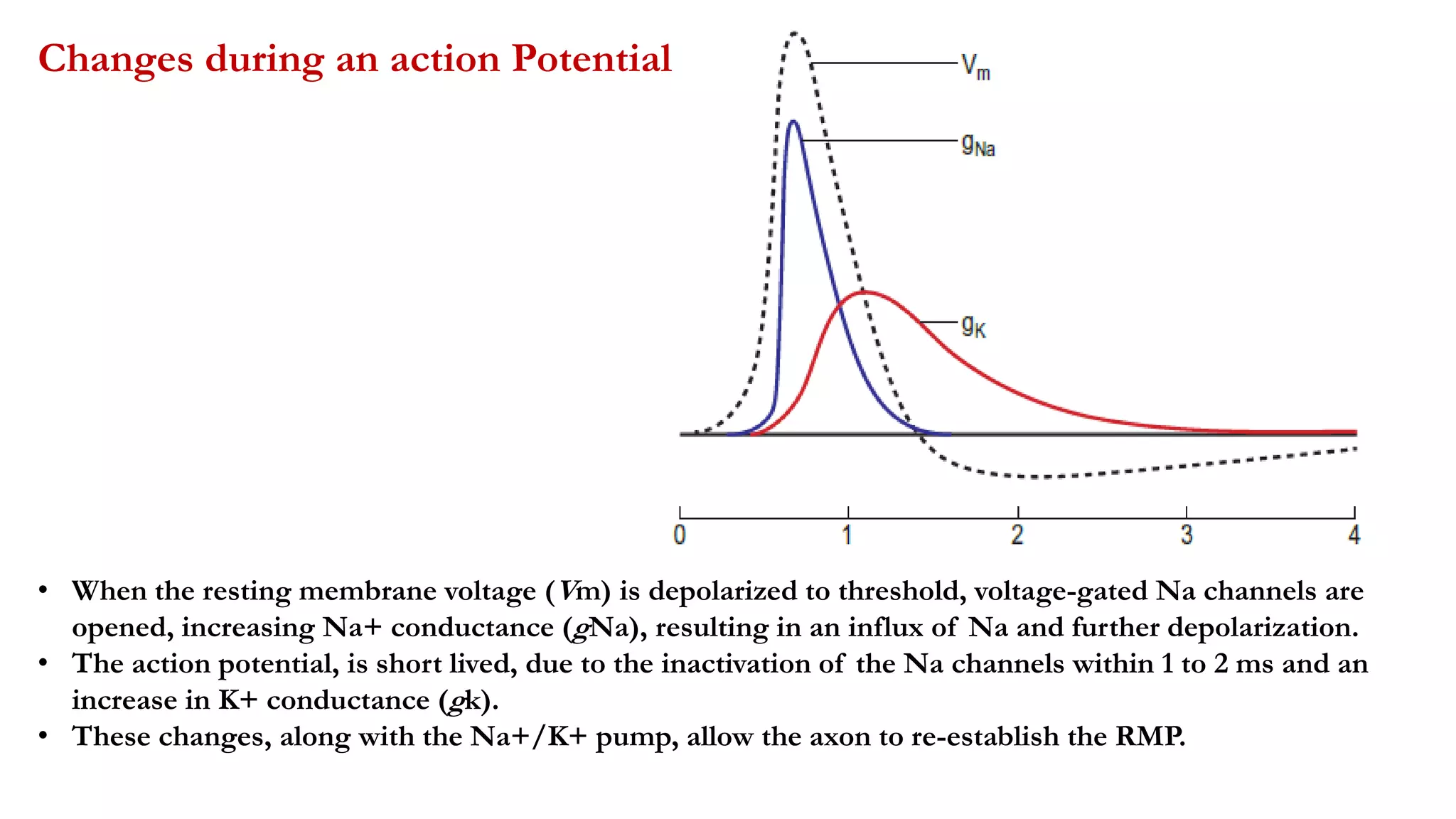 Overview of Nerve Conduction Study | PPTX