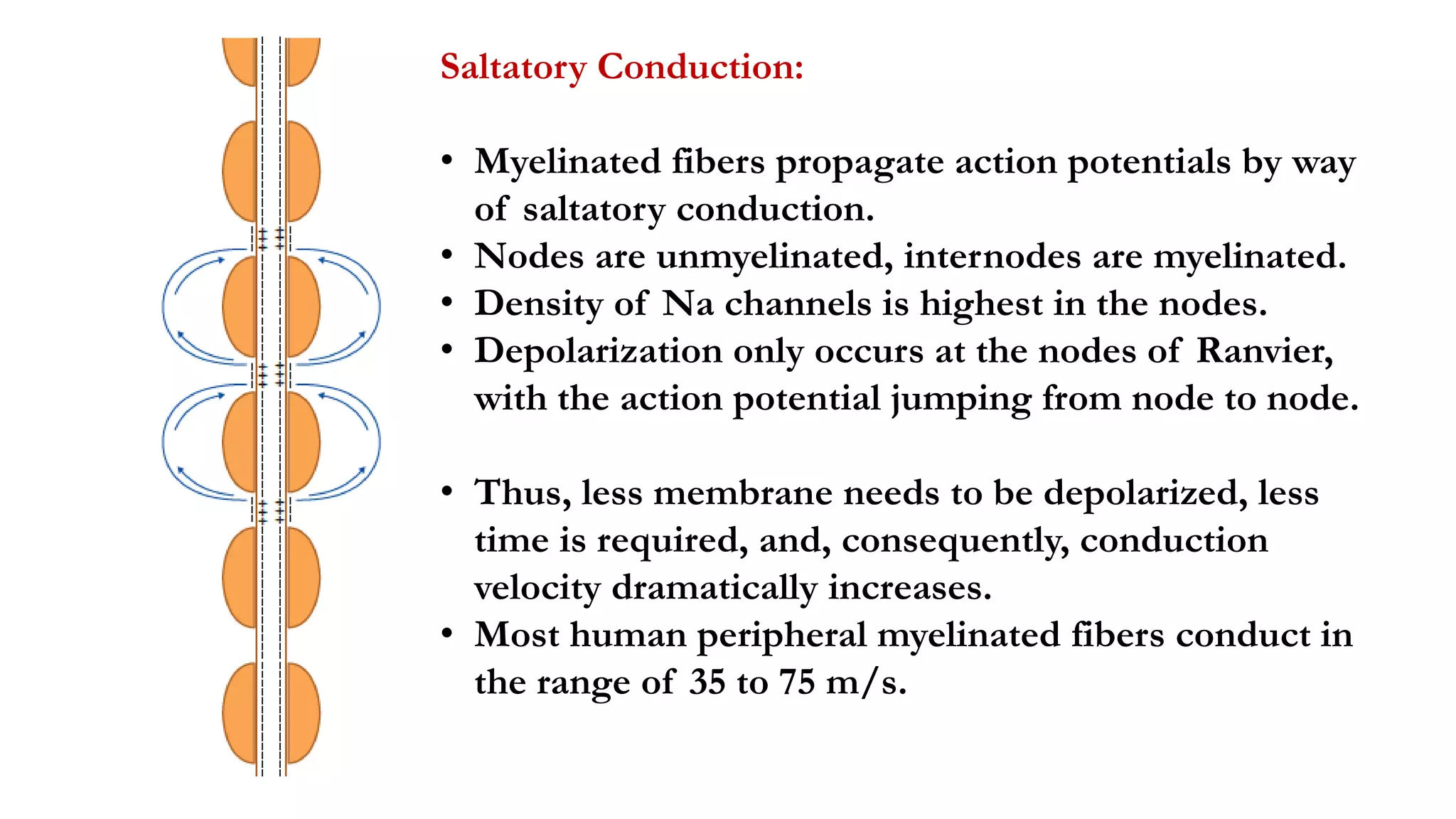 Overview of Nerve Conduction Study | PPTX