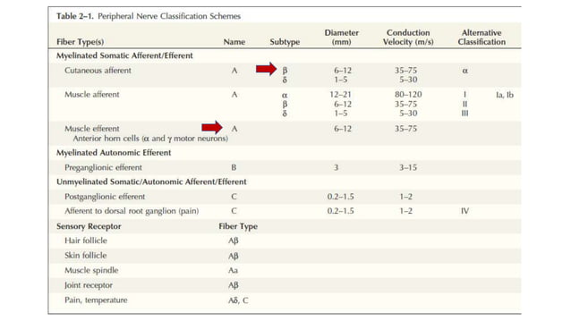 Overview of Nerve Conduction Study | PPTX | Brain and Nervous System ...