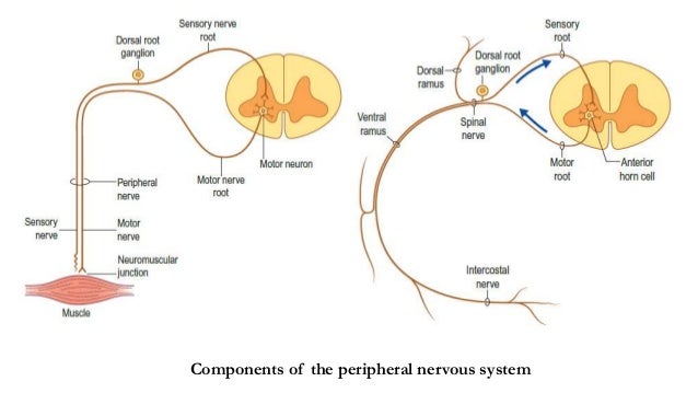 Nerve Conduction Study Video