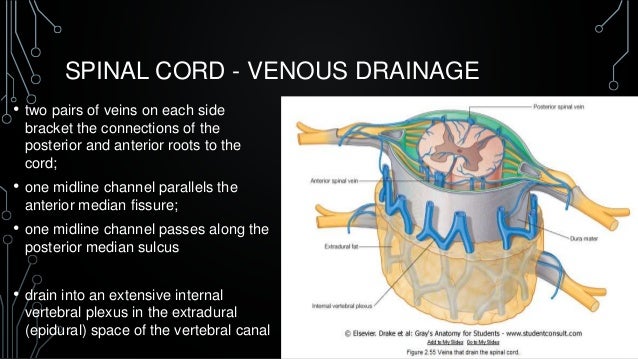 Overview of nervous system