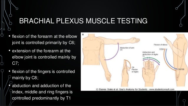 Overview of nervous system