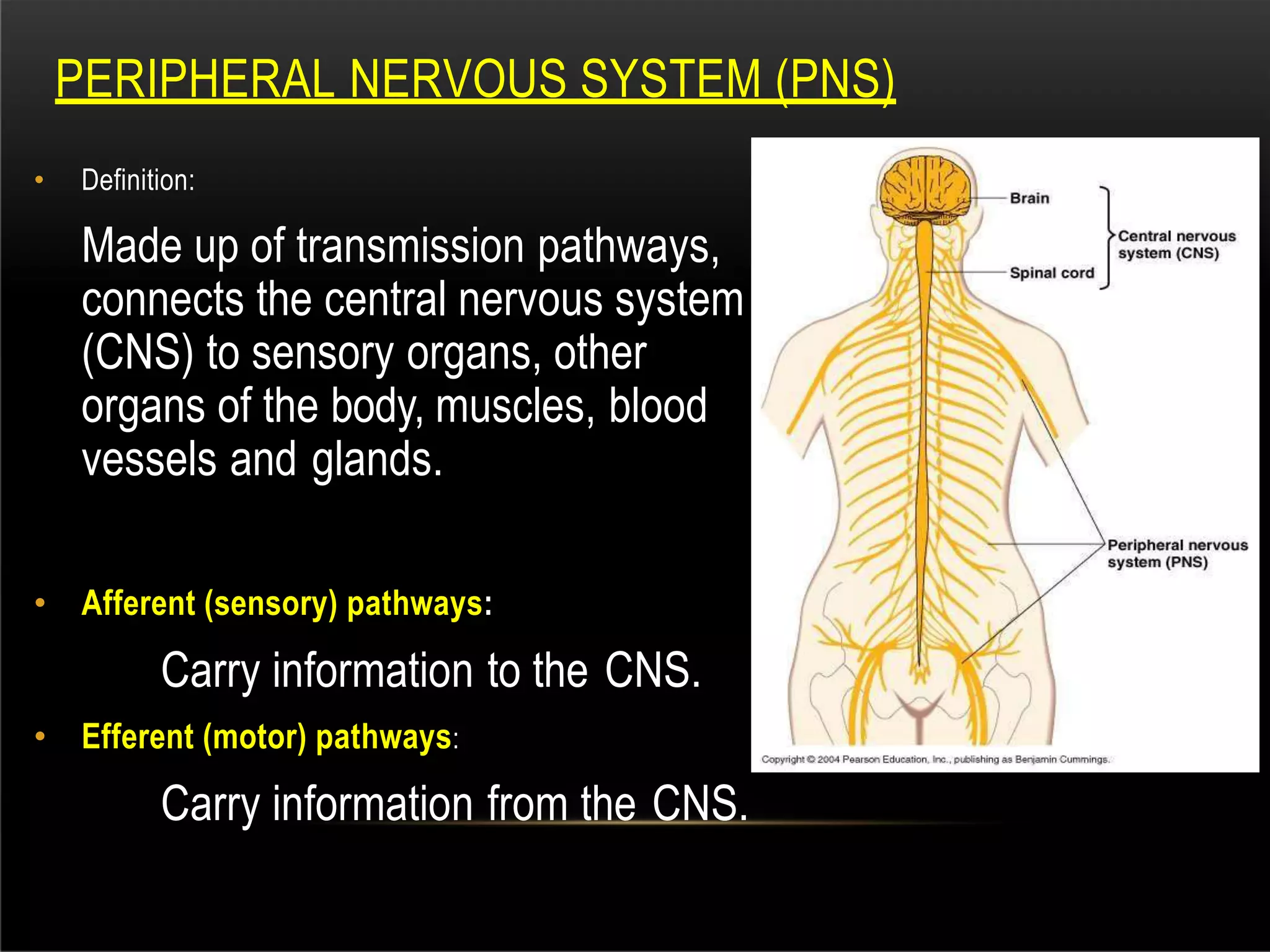 overview of nervous system.pptx