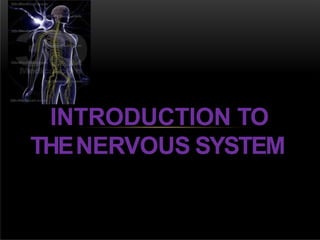 overview of nervous system.pptx