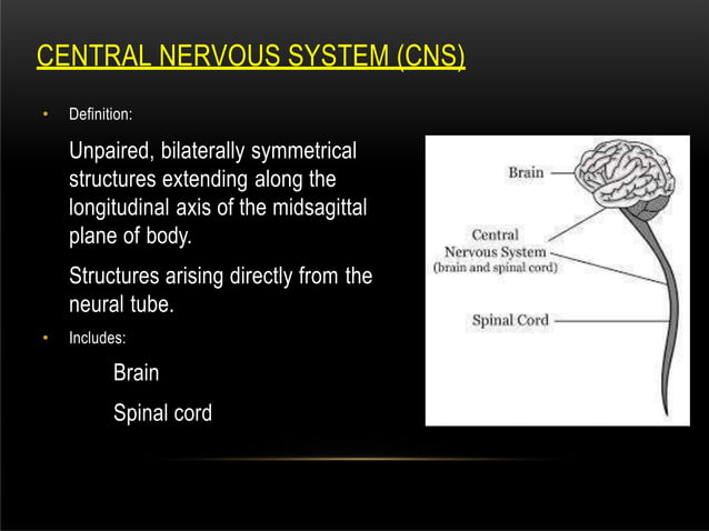 overview of nervous system.pptx