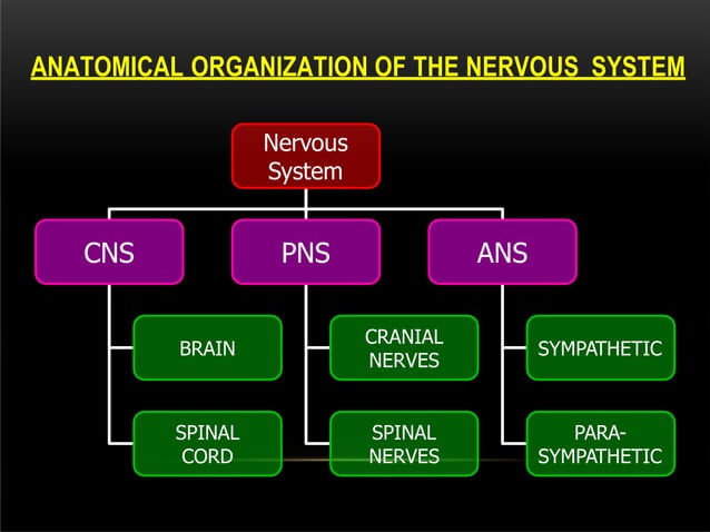 overview of nervous system.pptx