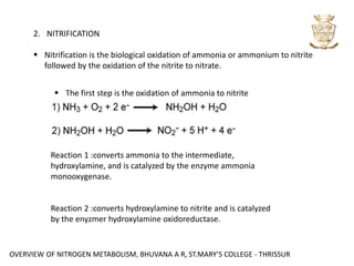 Overview of nitrogen metabolism | PPTX