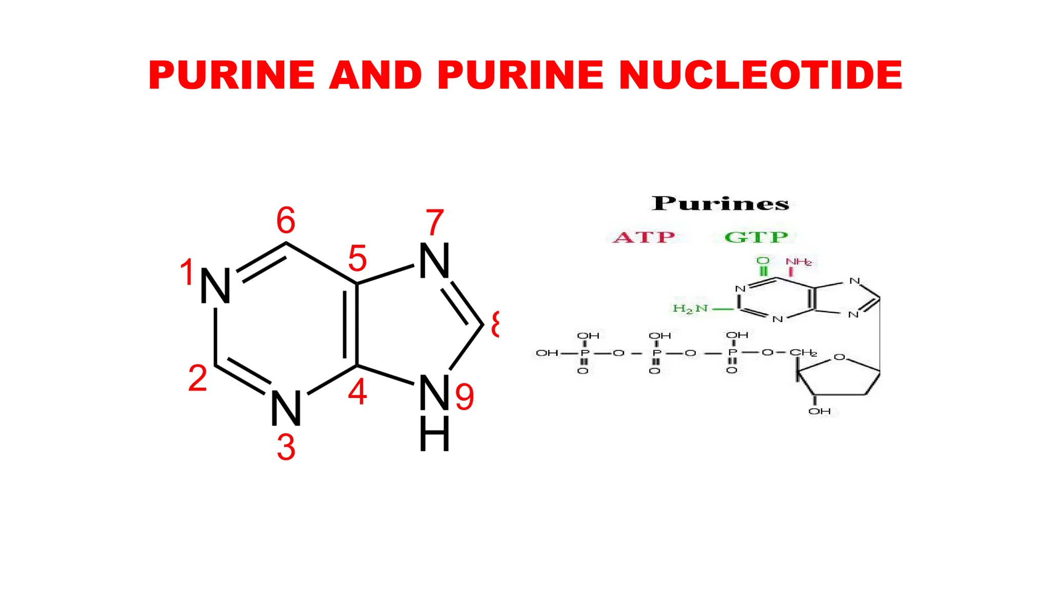THE OVERVIEW OF NUCLEOTIDES BIOSYNTHESIS .pptx