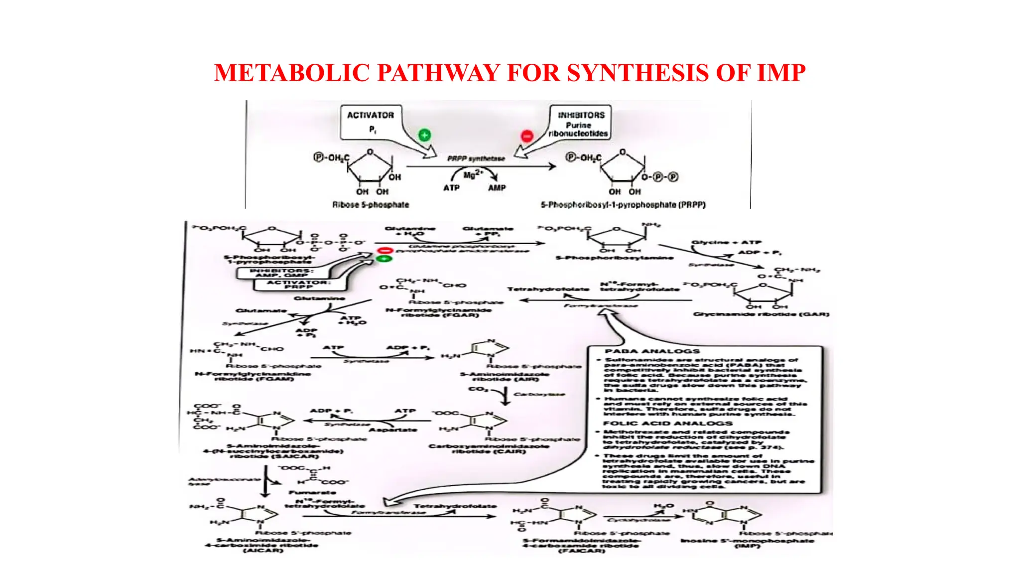 THE OVERVIEW OF NUCLEOTIDES BIOSYNTHESIS .pptx