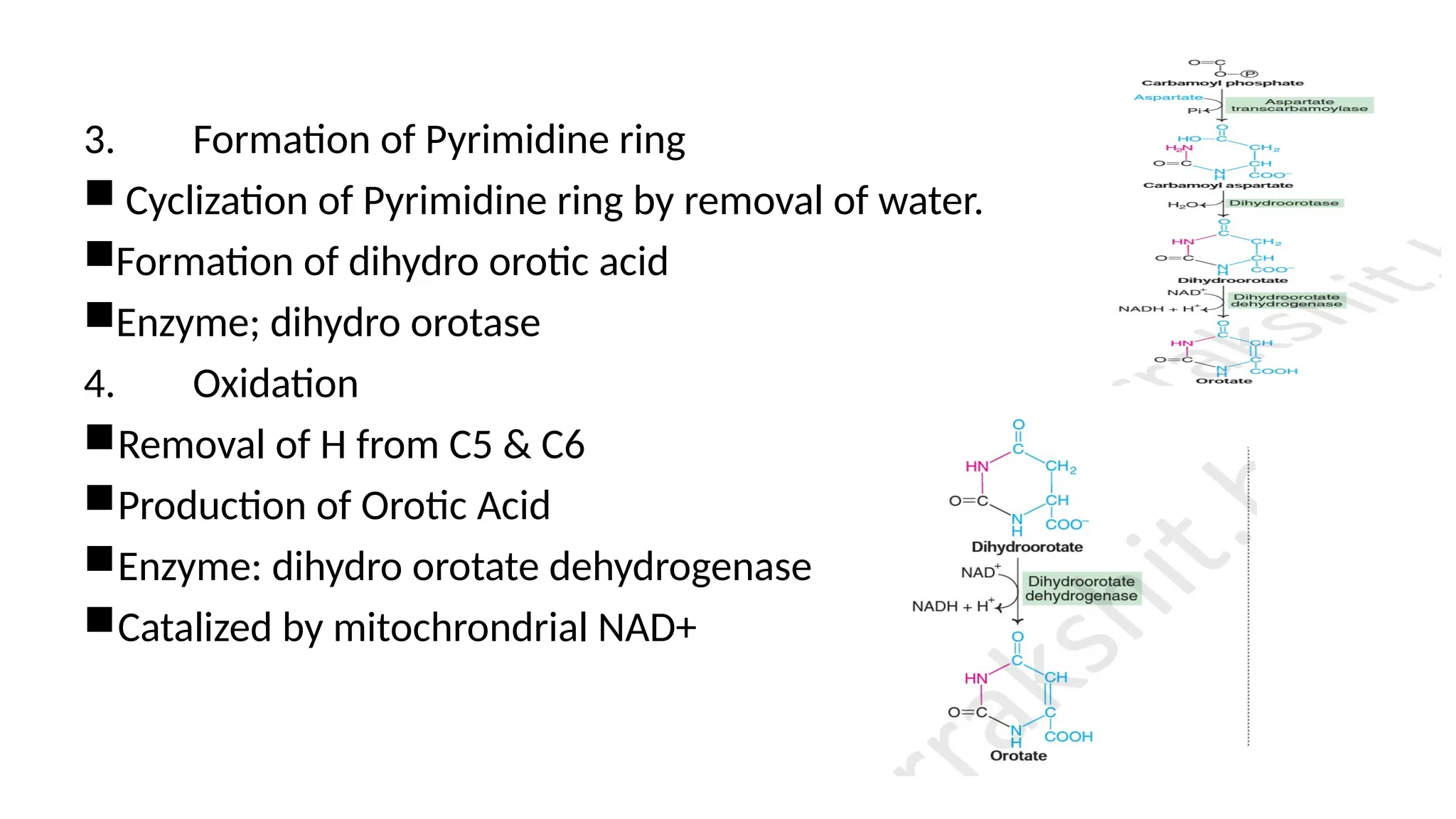 THE OVERVIEW OF NUCLEOTIDES BIOSYNTHESIS .pptx
