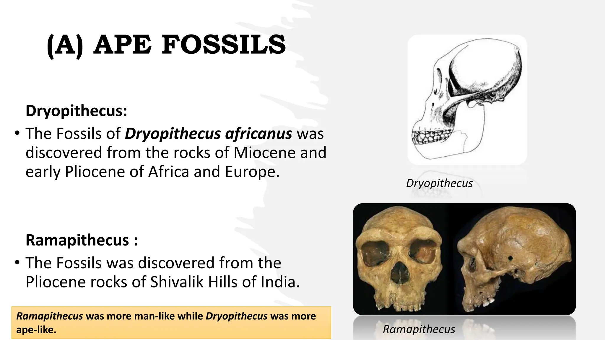 Overview of Origin and evolution of man.pptx