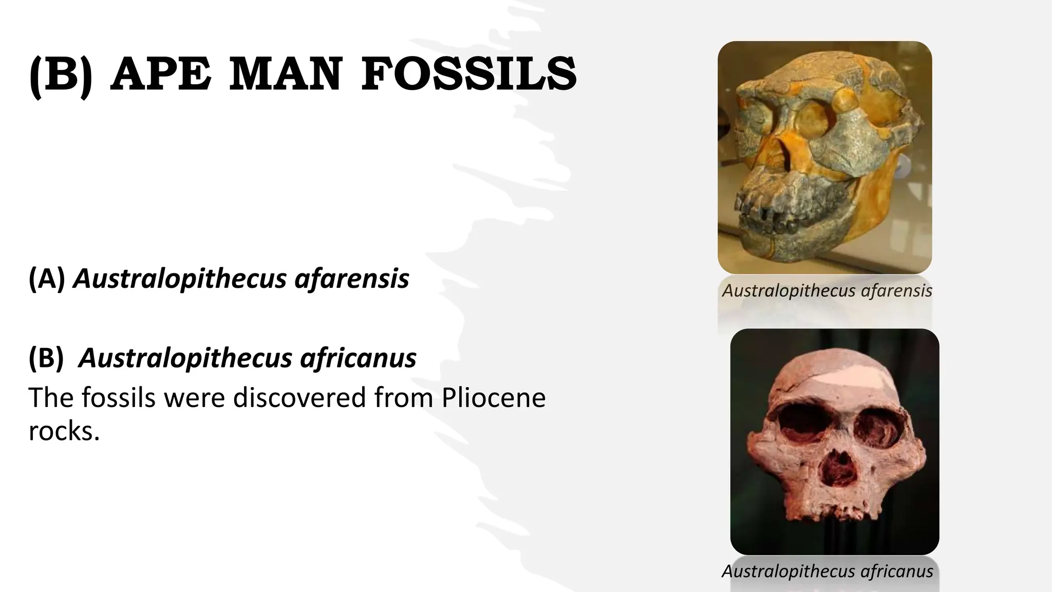 Overview of Origin and evolution of man.pptx