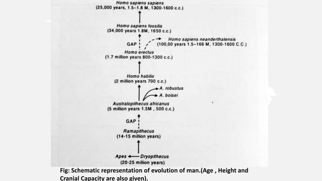 Overview of Origin and evolution of man.pptx | Genetics | Science