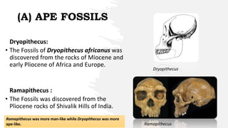 Overview of Origin and evolution of man.pptx | Genetics | Science