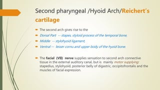 Overview of pharyngeal arch derivatives beba | PPTX