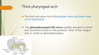 Overview of pharyngeal arch derivatives beba | PPTX