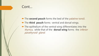 Overview of pharyngeal arch derivatives beba | PPTX