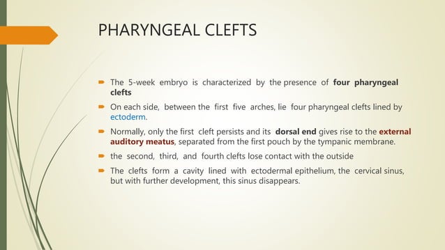 Overview of pharyngeal arch derivatives beba | PPTX | Ear, Nose and ...