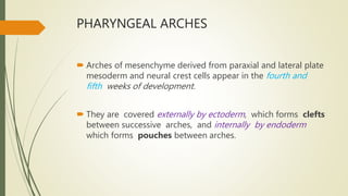 Overview of pharyngeal arch derivatives beba | PPTX