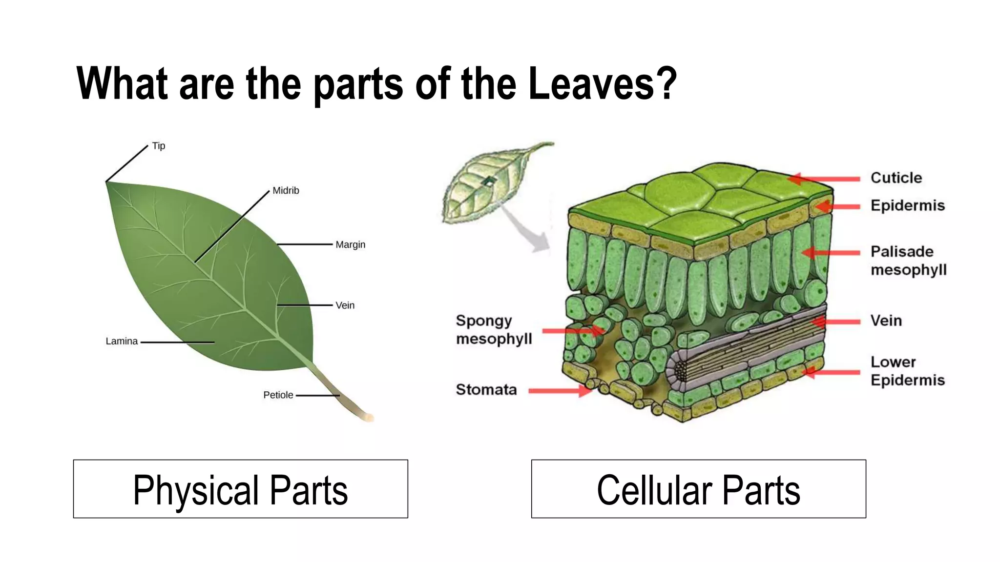 Overview of Photosynthesis ssci 10 Week 2.pptx