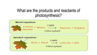 Overview of Photosynthesis ssci 10 Week 2.pptx