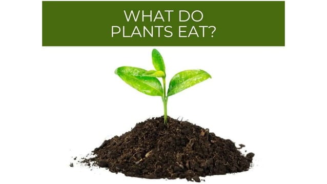 Overview of Photosynthesis ssci 10 Week 2.pptx