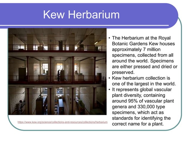 Overview of plant classification | PPTX | Gardening | Home & Garden