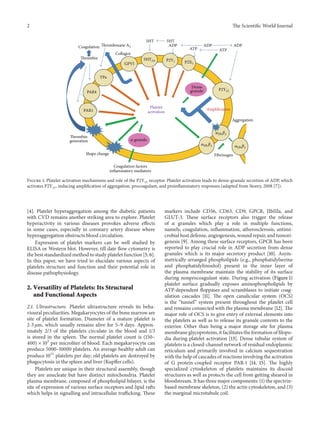 Overview of platelet physiology | PDF
