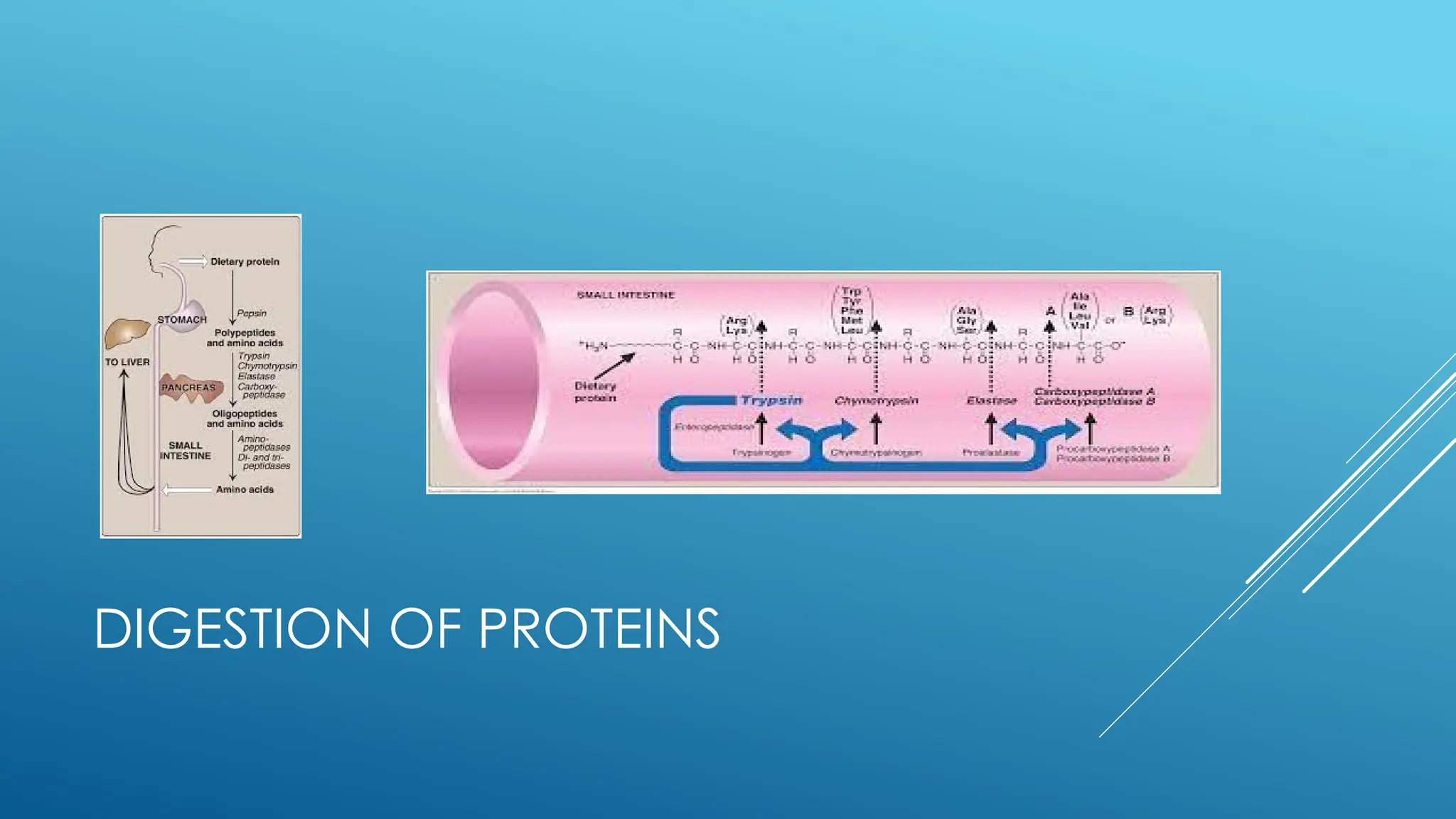 OVERVIEW OF PROTEIN METABOLISM.pptx Dr Ghazala | PPTX | Chemistry | Science