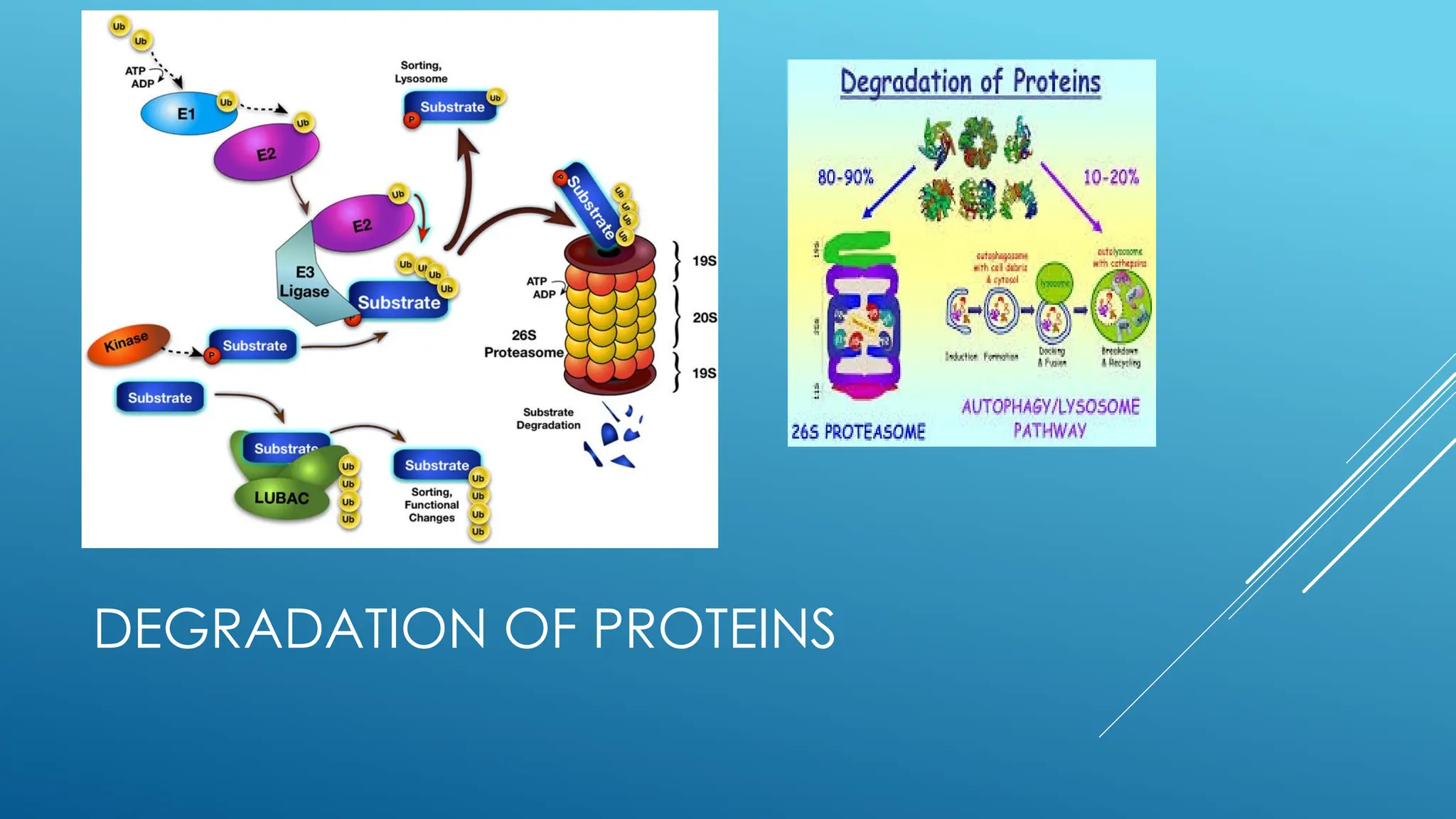 OVERVIEW OF PROTEIN METABOLISM.pptx Dr Ghazala | PPTX | Chemistry | Science