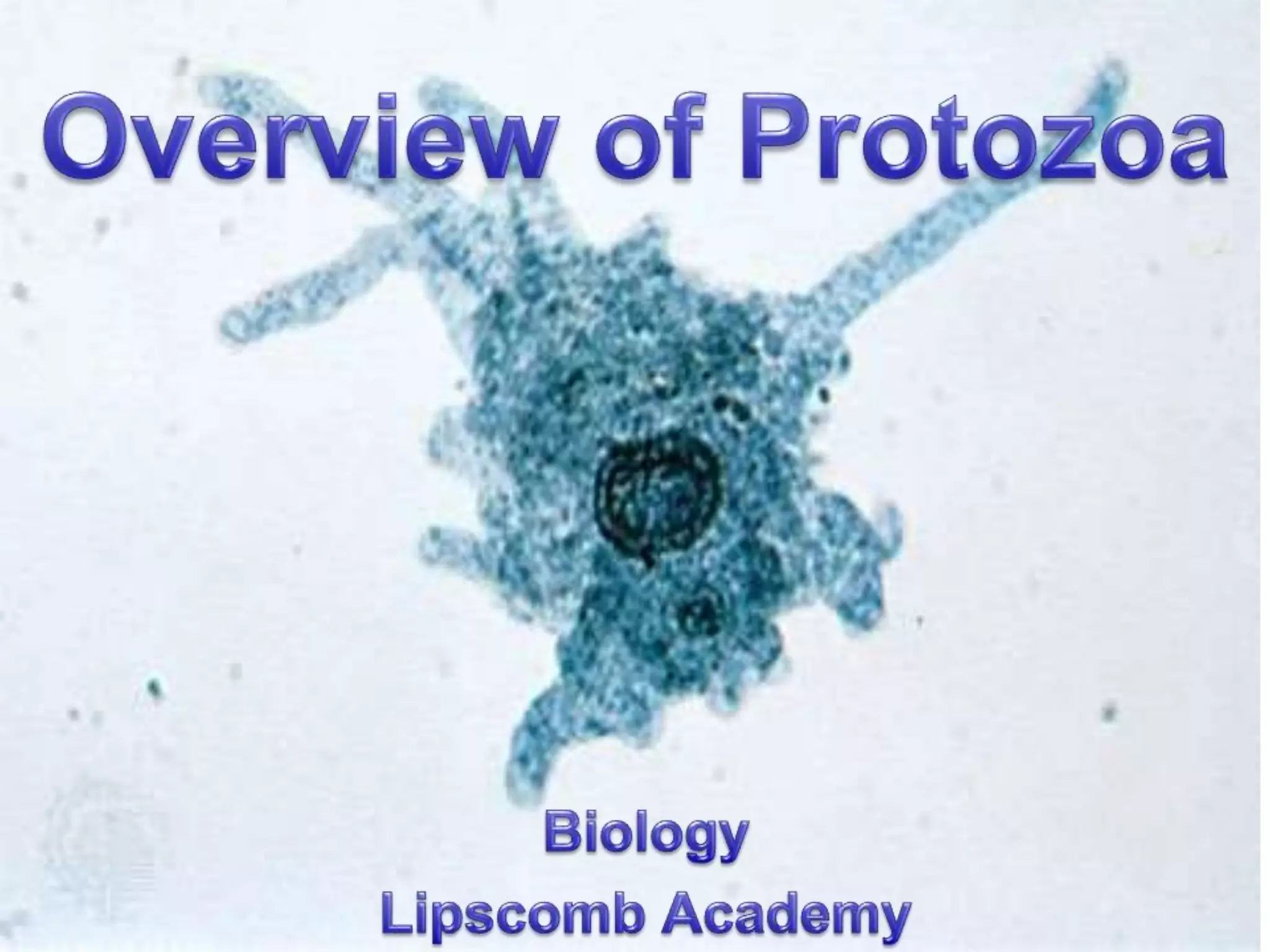 Overview of protozoa | PPTX