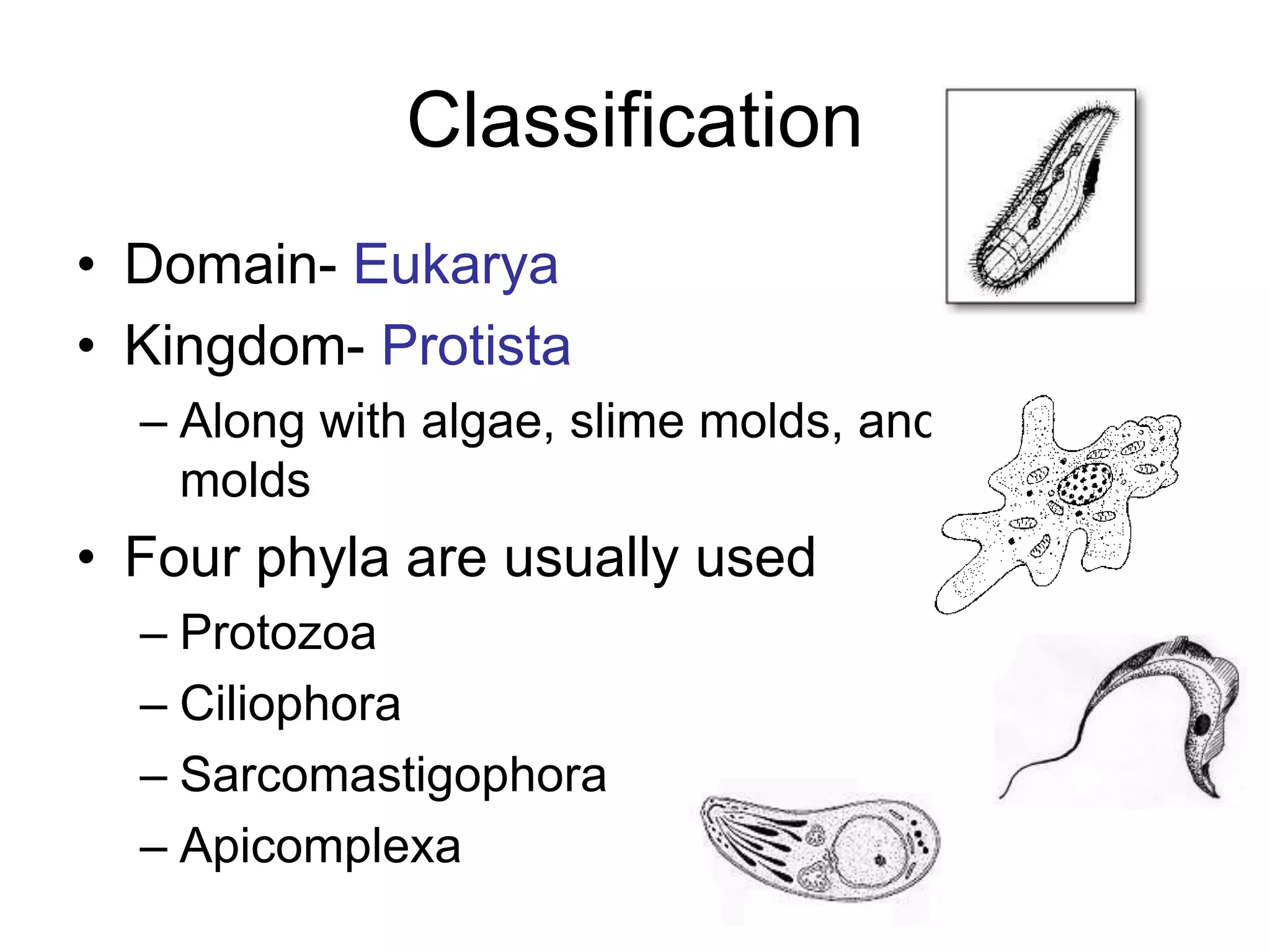 Overview of protozoa | PPTX