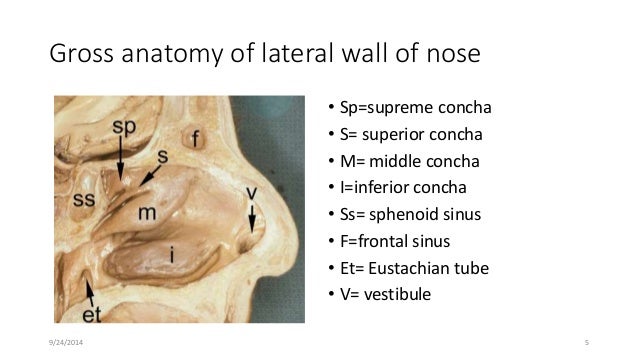 Overview of respiratory tract and pharynx [autosaved] (2)