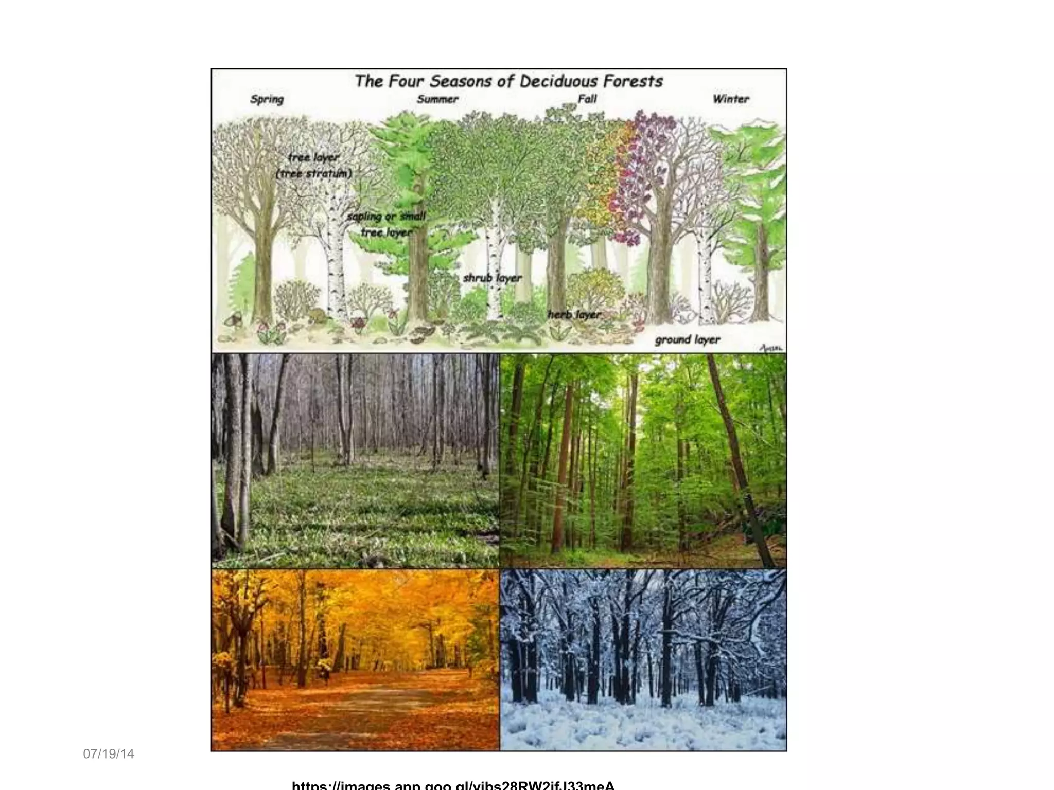Overview of seven of earth's biomes | PPT