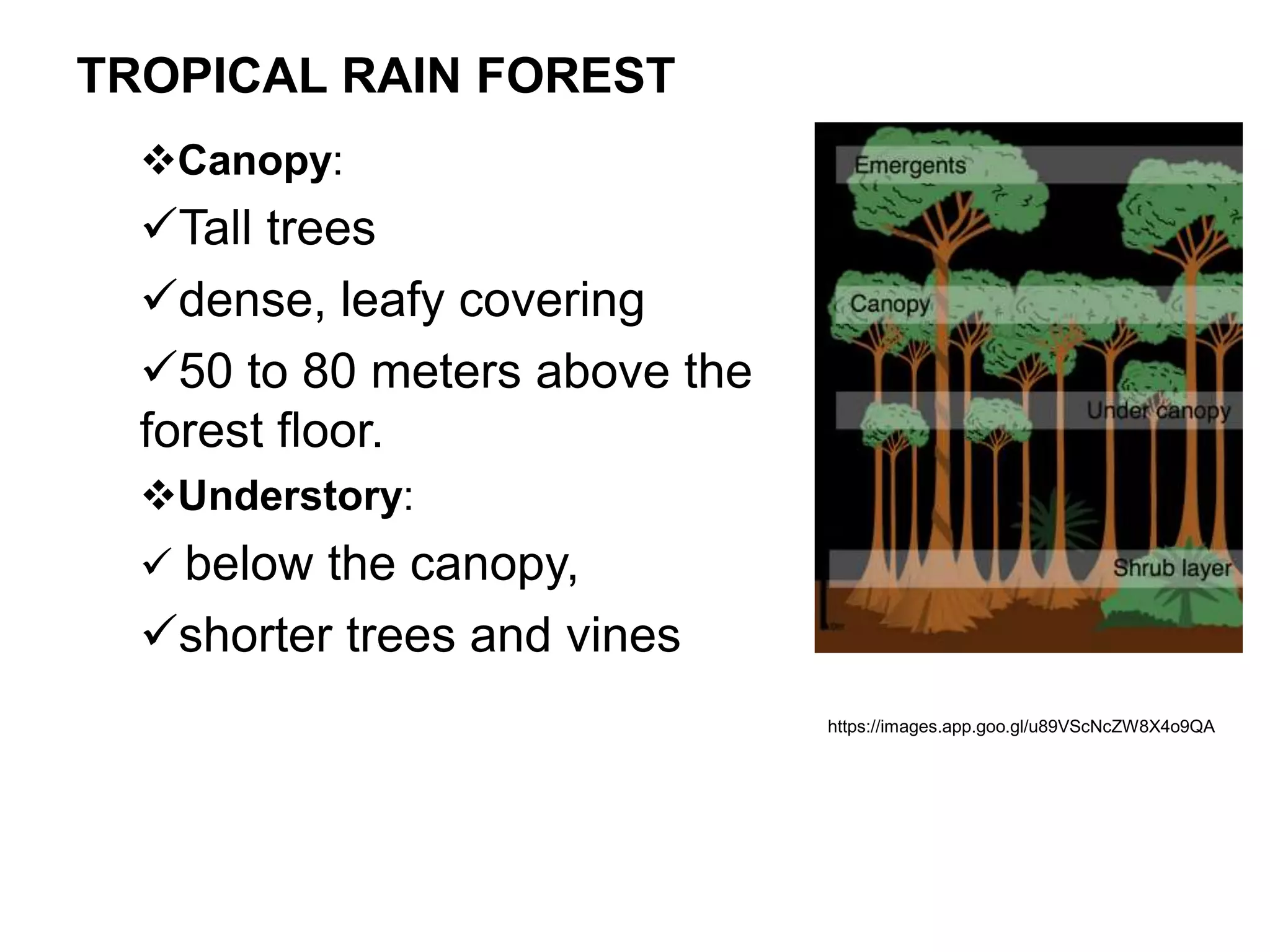 Overview of seven of earth's biomes | PPT
