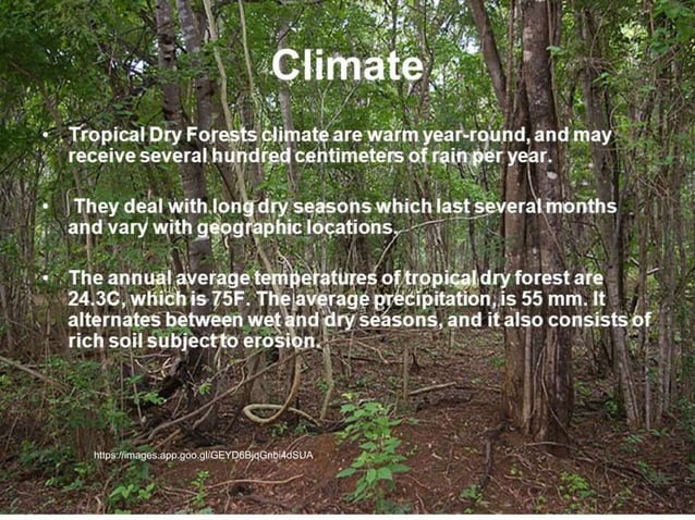 Overview of seven of earth's biomes | PPT
